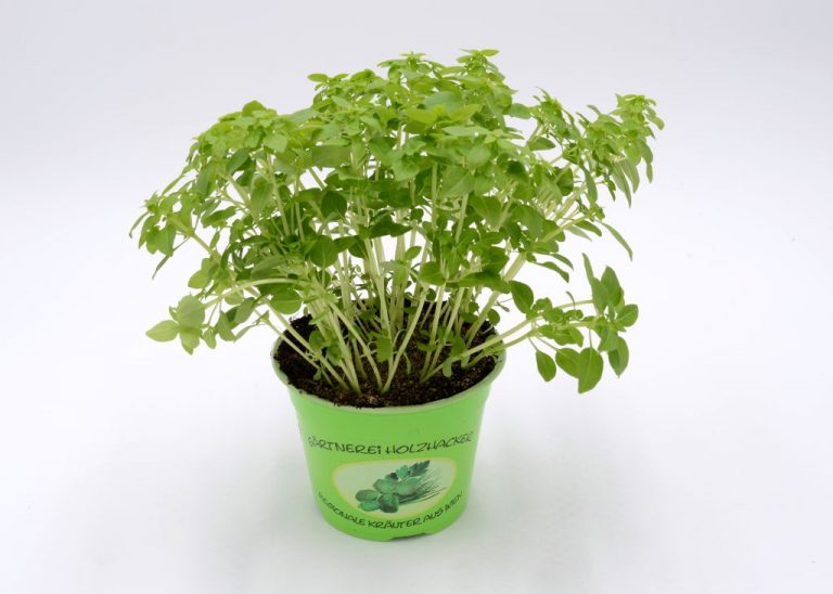 BIO - Basilikum kleinblättrig (Piccolino) - Holzhacker - Kräuter und ...